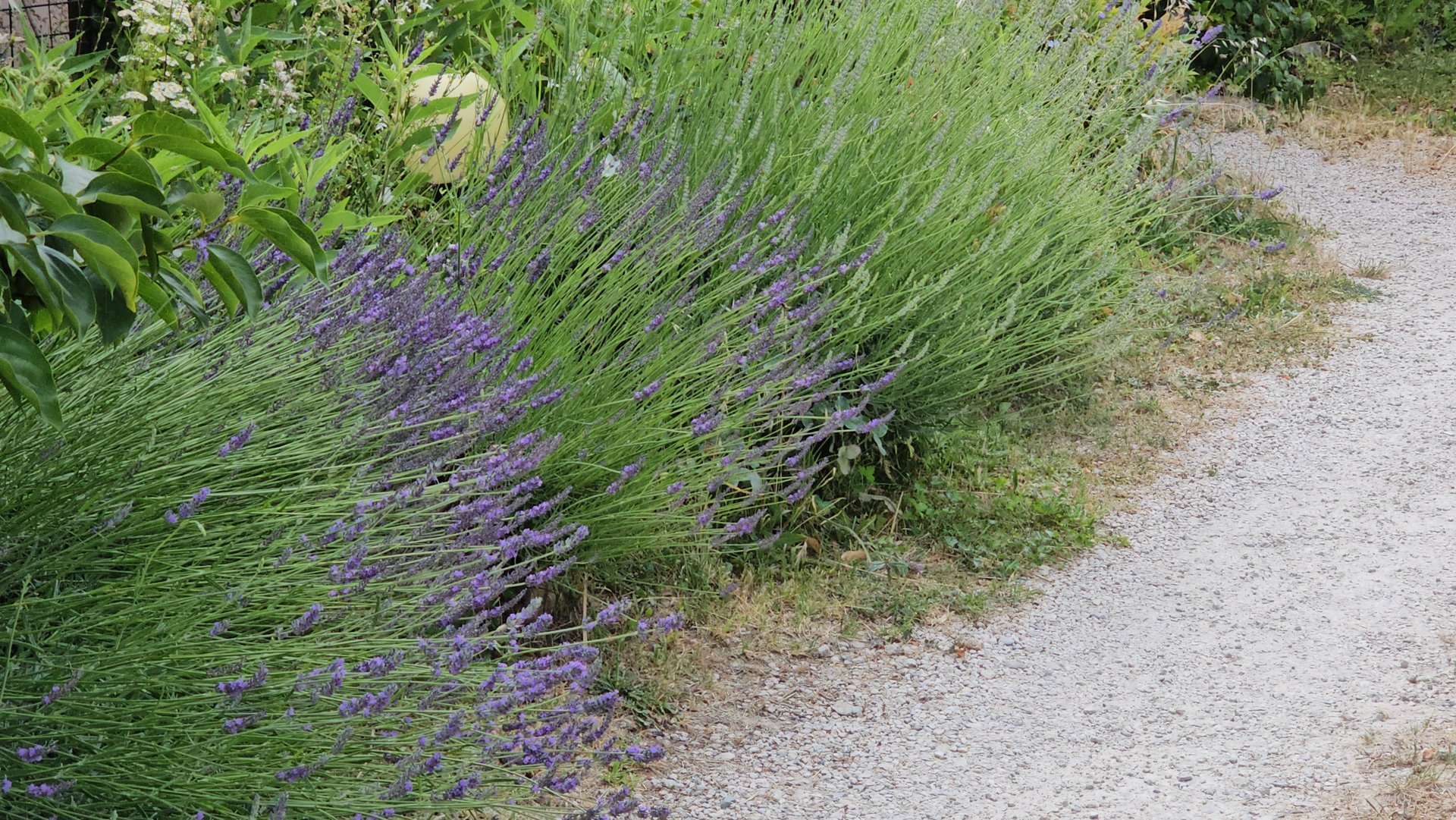 14-15 июня 2025. Хроника дня: Сад-огород, и не только  улитки с муравьи, но и черепахи петухами