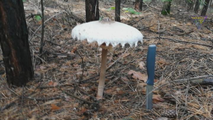 За грибами ягодами июнь 2025 год 🍓🍄🍒