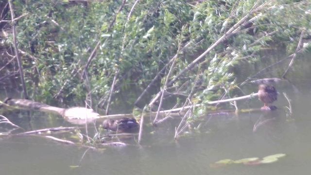 утки в телескоп  150750 на камеру для телескопов  примерно 110 либо 220 крат крат , 400 метров  (8)