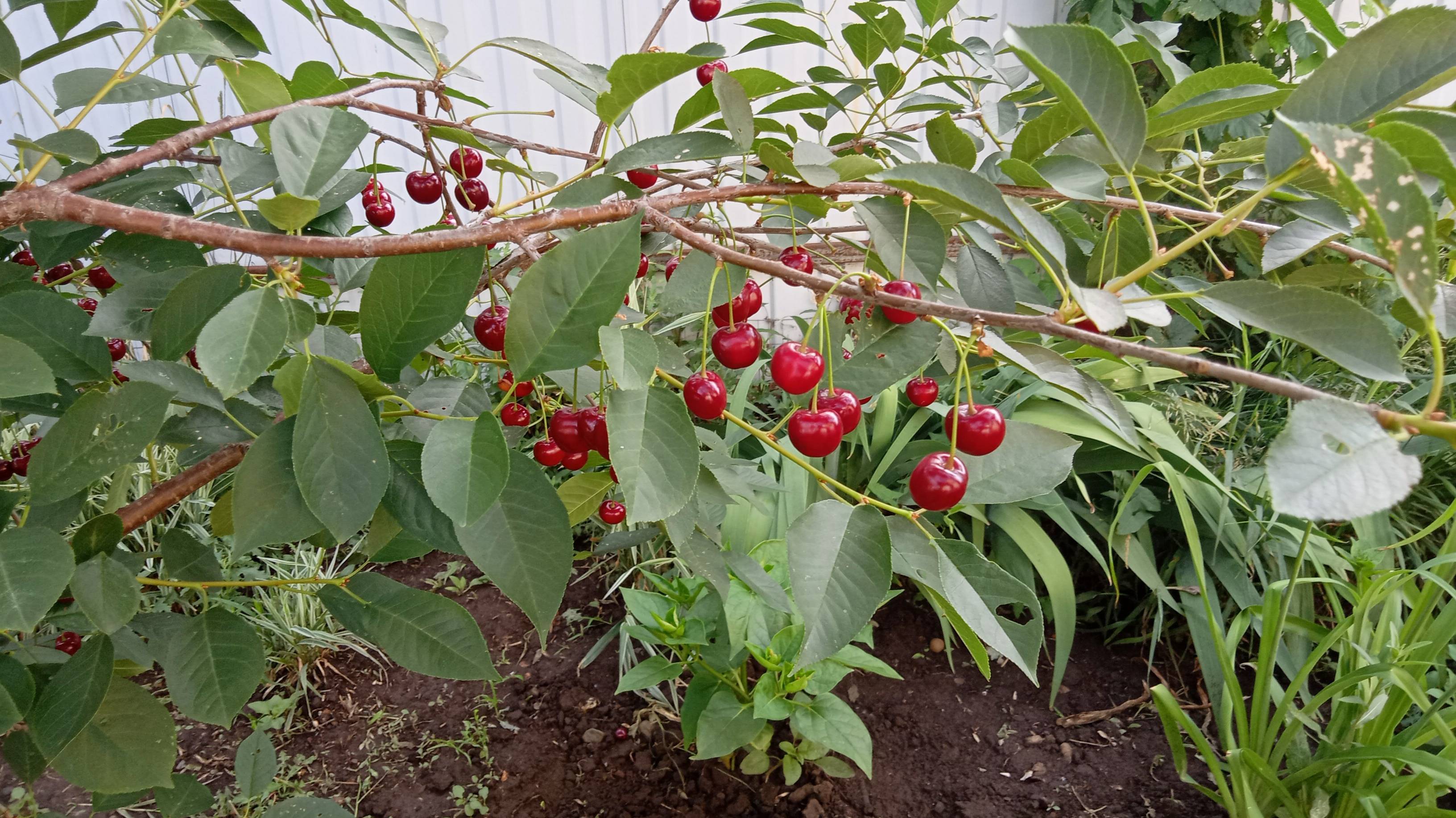 Такие погоды