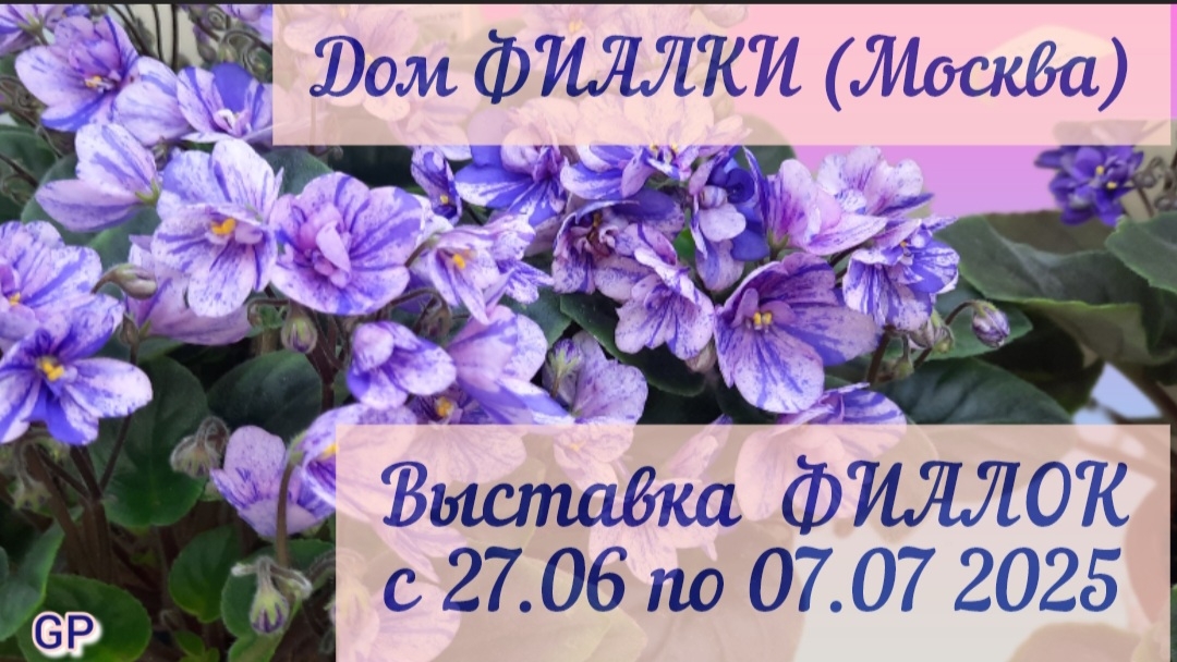ФИАЛКИ - 2025. Выставка в Доме фиалки (г.Москва) с 27.06 по 07.07.2025г. "Парад Звёзд- 2025".