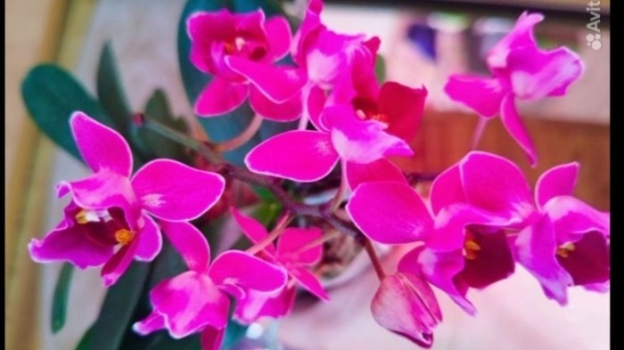 П-7. Ч-9. Фаленопсис Тюльпанчики (пелор) через 84 дня после получения посылкой