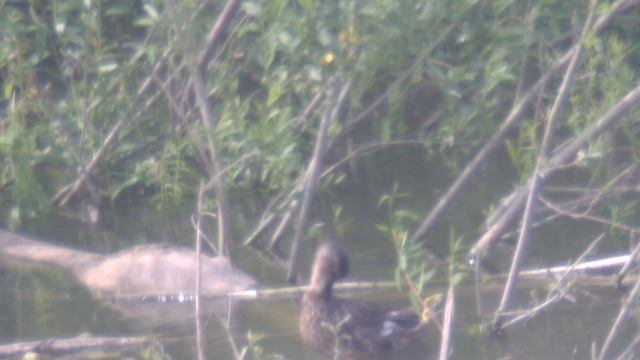 утки в телескоп  150750 на камеру для телескопов  примерно  300 крат , 400 метров  (6)