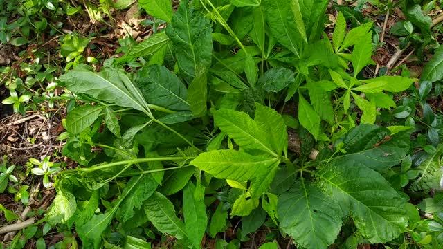 Как избавится от деревьев и кустарников на даче