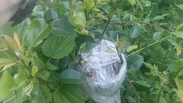 Предварительные результаты прививок яблонь и груш