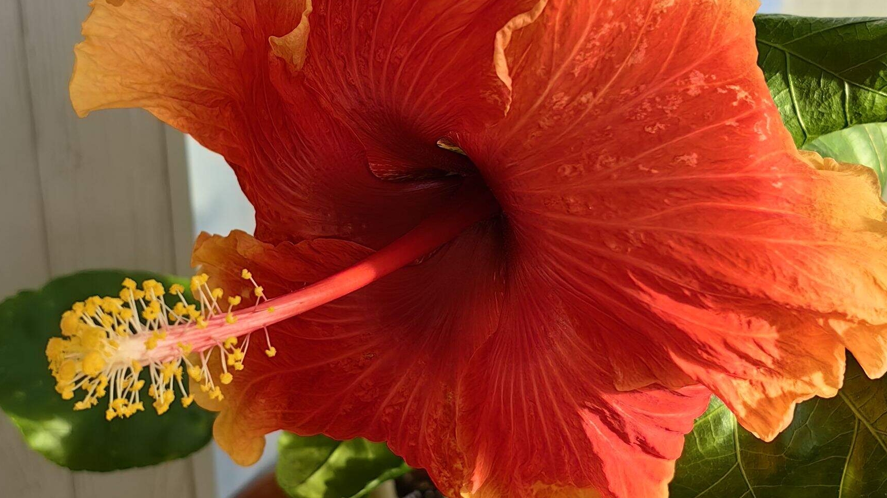 Предложение по излишкам сортовых гибискусов на 30.06.25г ☘️🌺🌿