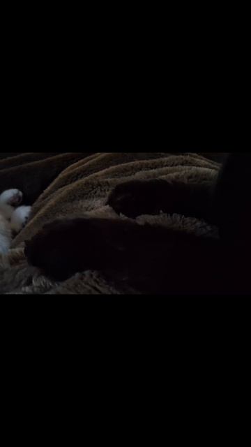 залипалово кошачьи когти