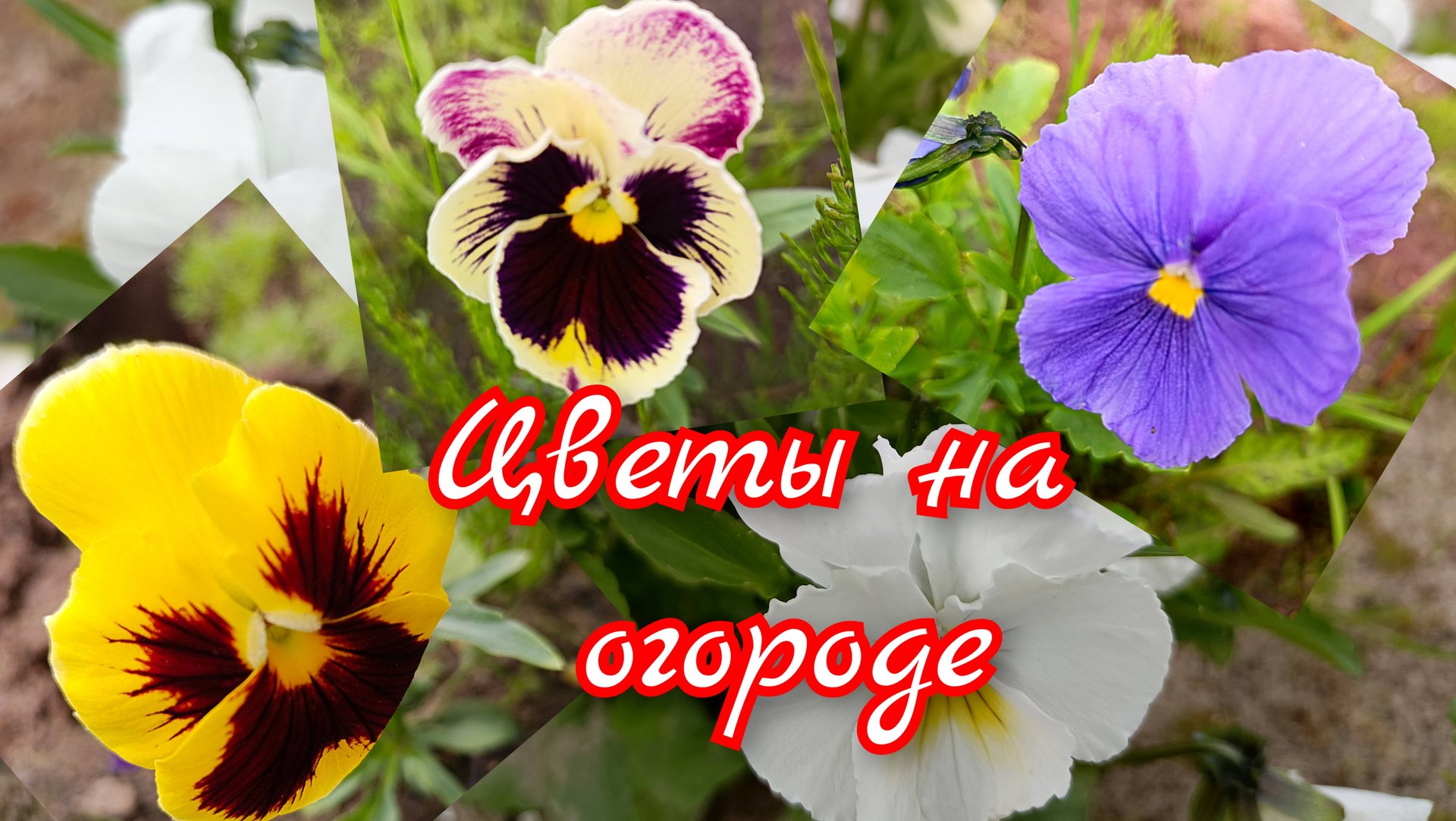 Цветы на огороде. Виола