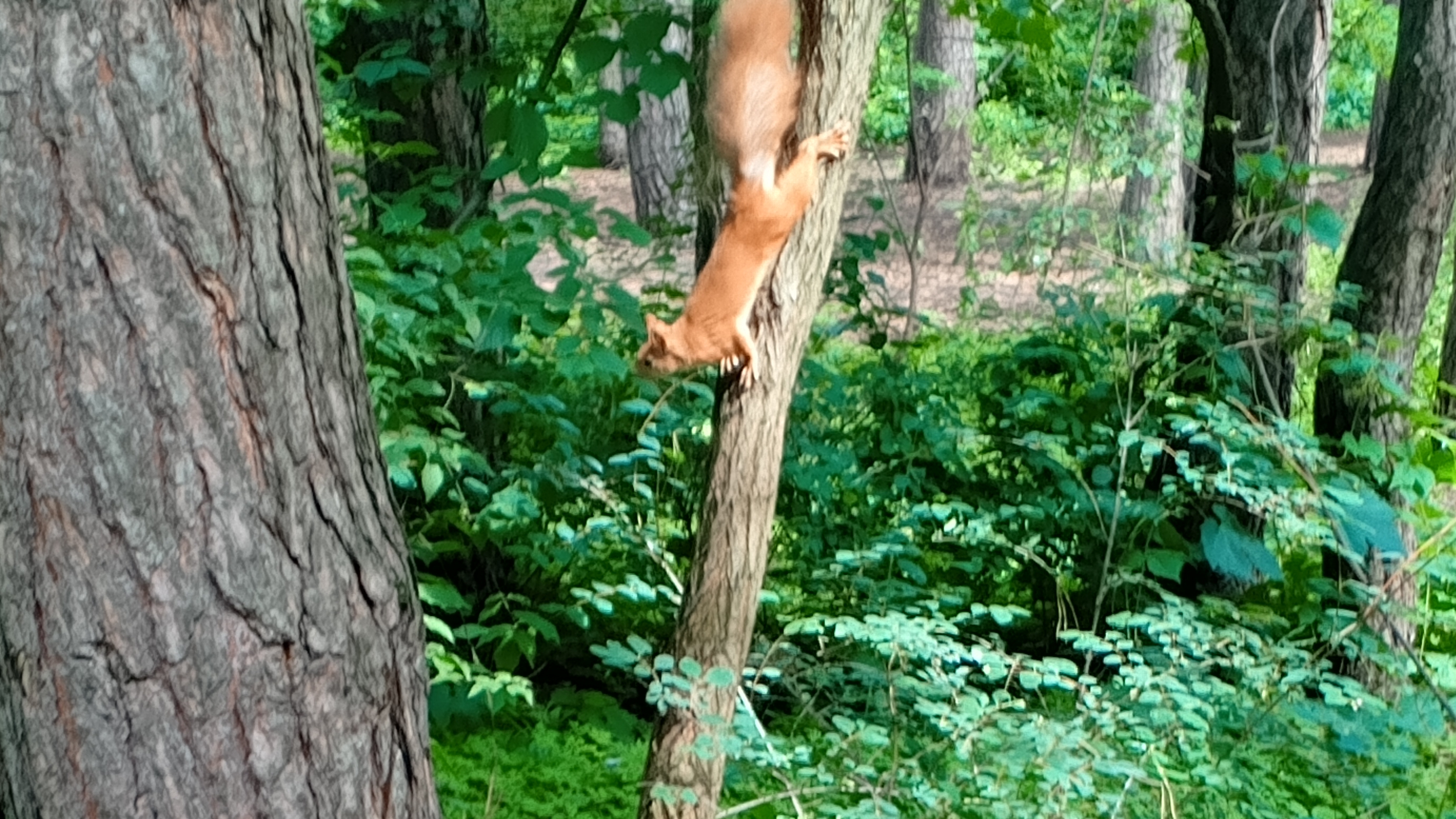 белка 🐿️ в парке