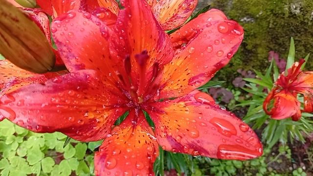 Красота в деталях