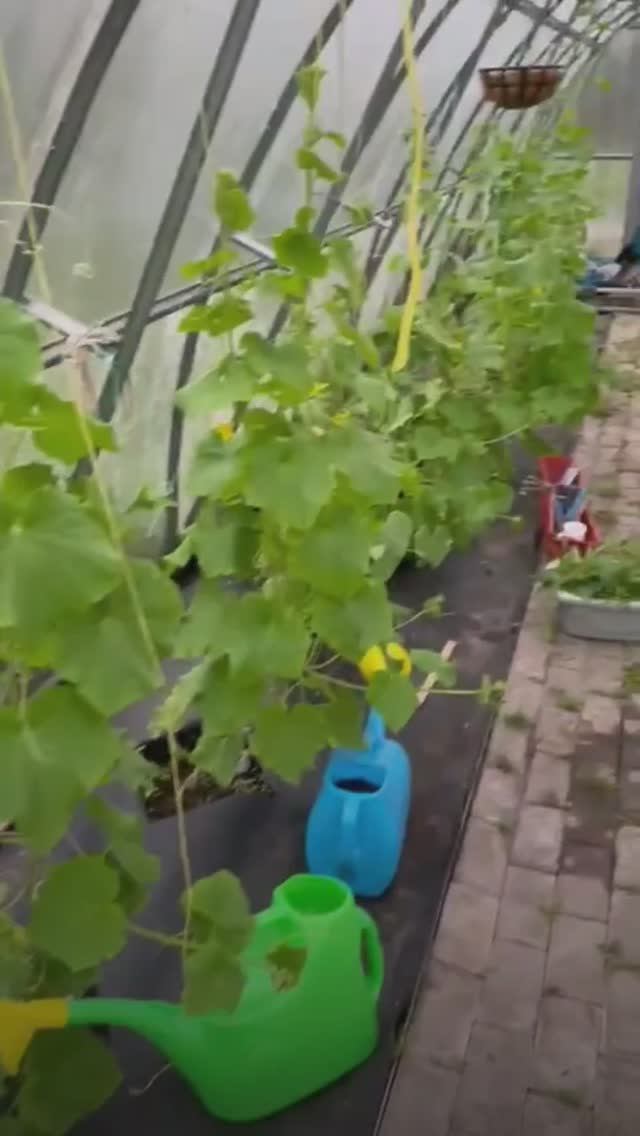 Эта теплица не останется без урожая. Дачная-Стрелка от компании Воля