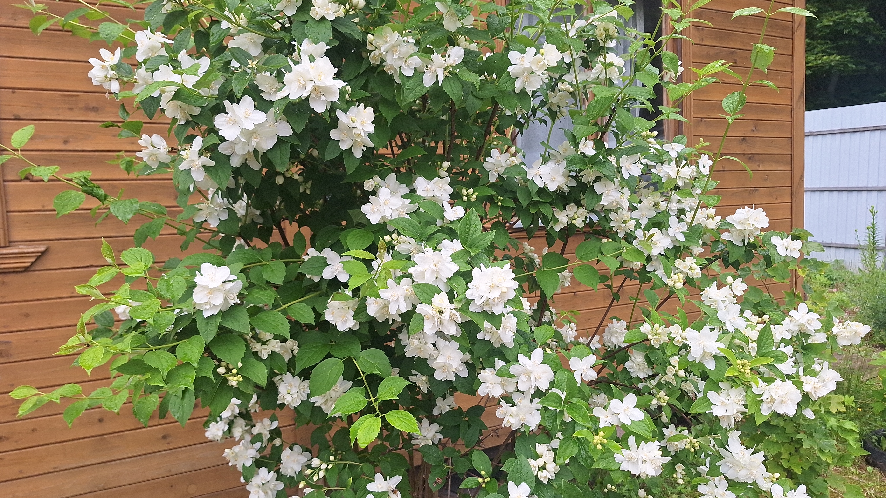 22.06.25 Приехала на старую дачу, обзор огорода