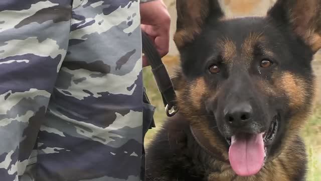 Специалисты-кинологи ЦКО МВД России провели тестирование служебных собак луганской полиции