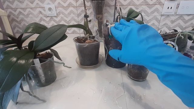 Пересаживаю 7 проблемных орхидей за один присест.