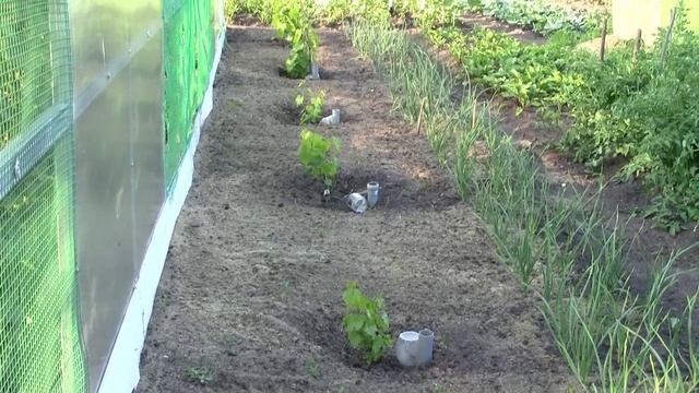 Муромцево 29  июня 2025г  Прошла еще неделя