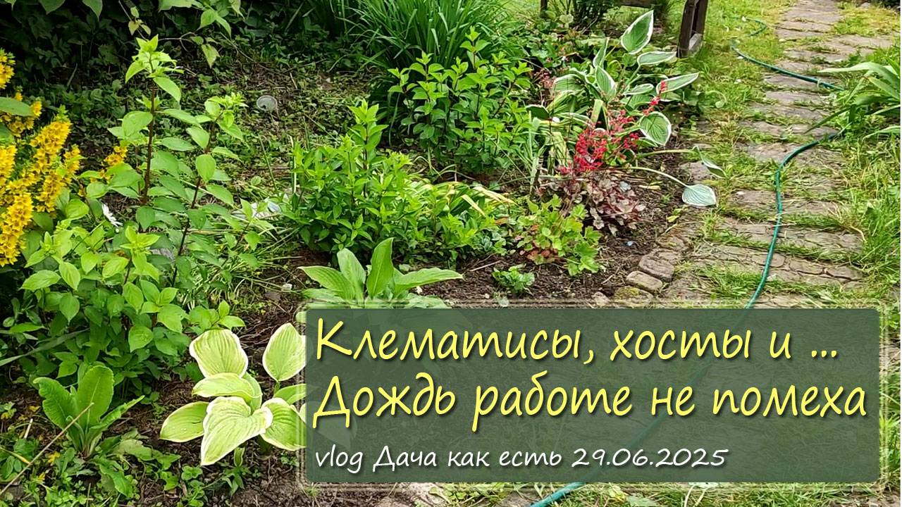 И опять дождь. Розы, клематисы, хосты и другие. Ещё один цветник / vlog дача как есть 29.06.2025