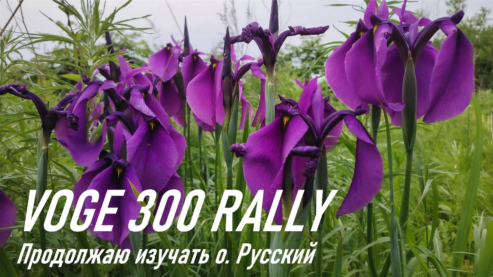 VOGE 300 RALLY / Продолжаю изучать о. Русский / Нашли еще одну неизведанную дорогу / Ирисы и розы