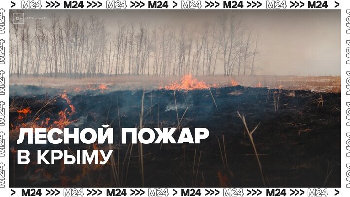 Крупный лесной пожар произошел в Крыму - Москва 24