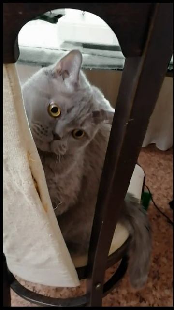 Бокс и котс