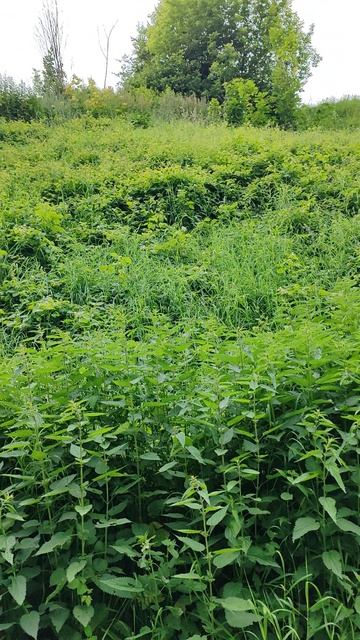 И где же такие места?) Горы? Юг? Север? Нет ! Это Коломенское