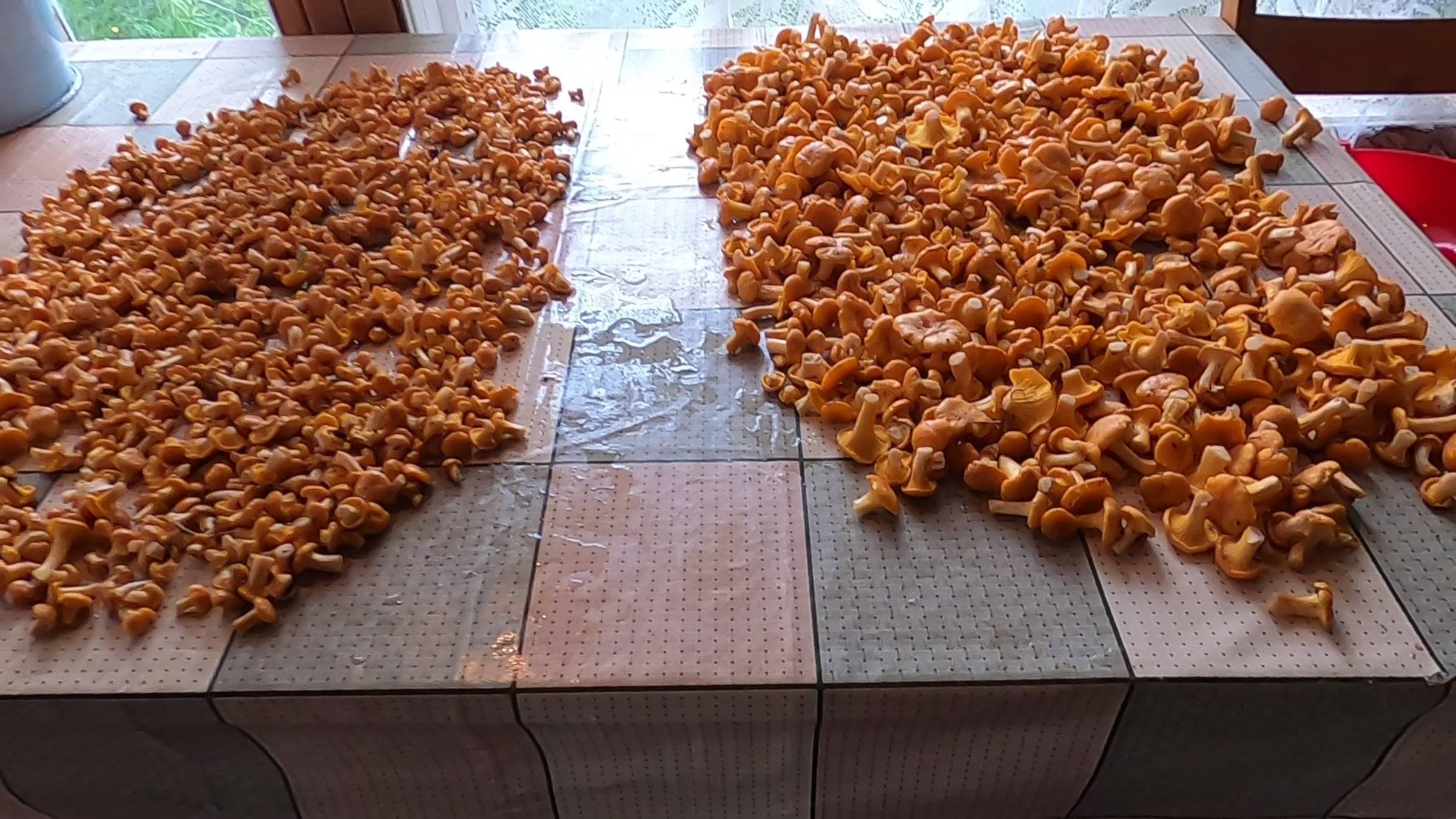 Лисички в июне