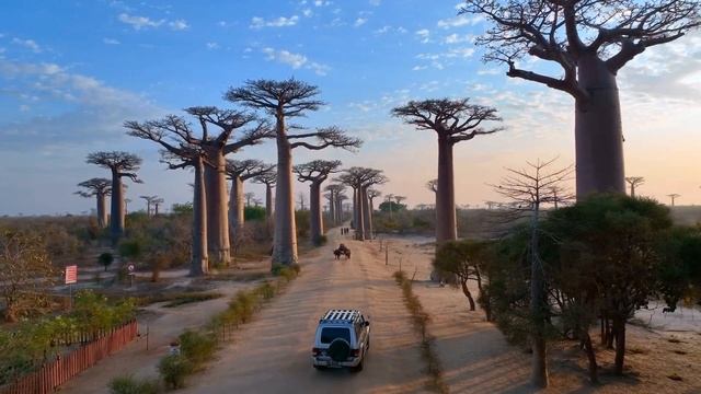 Аллея баобабов на Мадагаскаре (Мурундава).