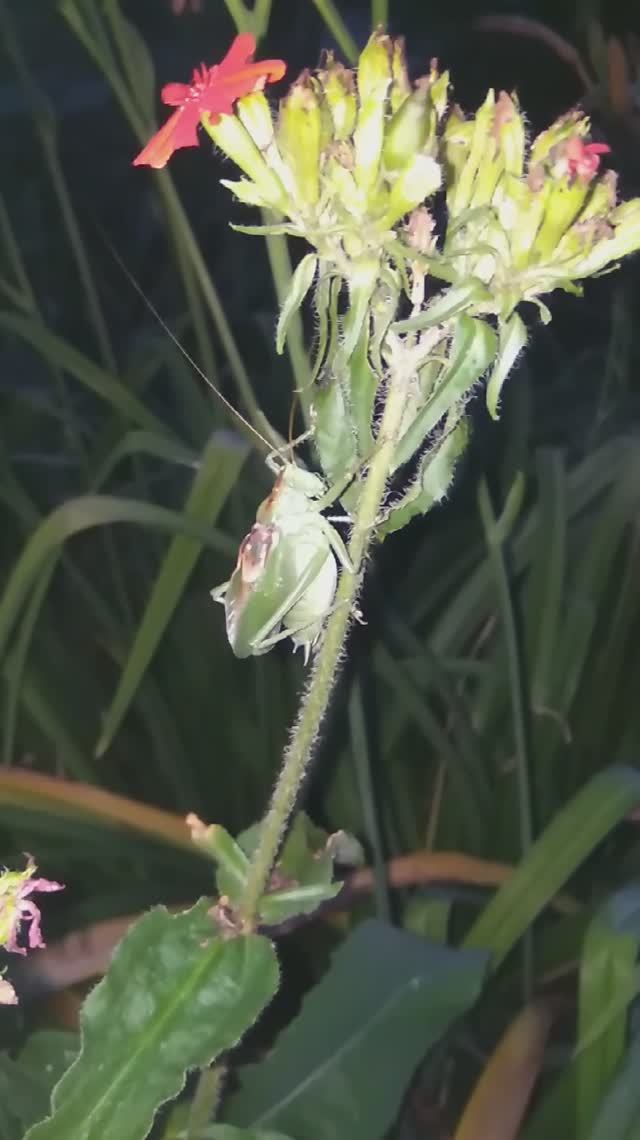 А вы видели вблизи, как стрекочет самец поющего кузнечика_