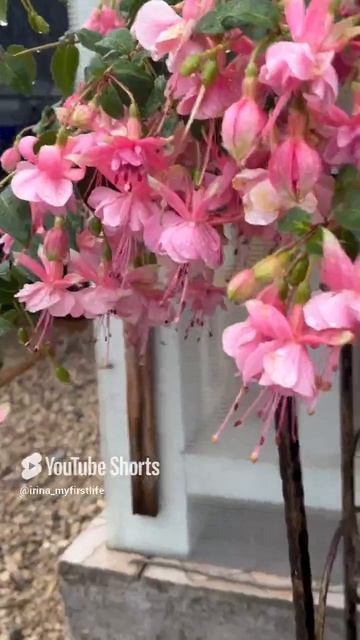 Фуксия не сдается дождям #fuchsia #фуксия #дождь #цветы #бегония