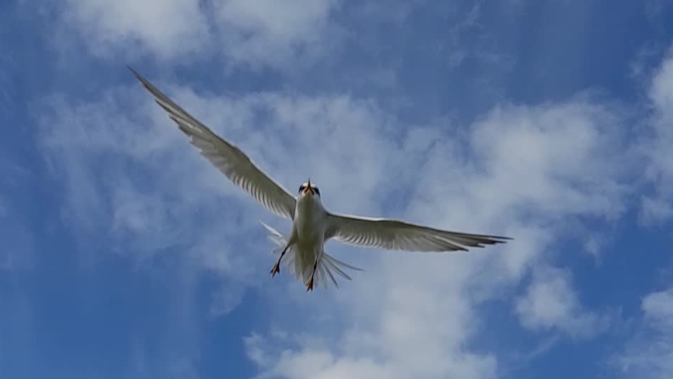 Крачки не пускают на свою территорию