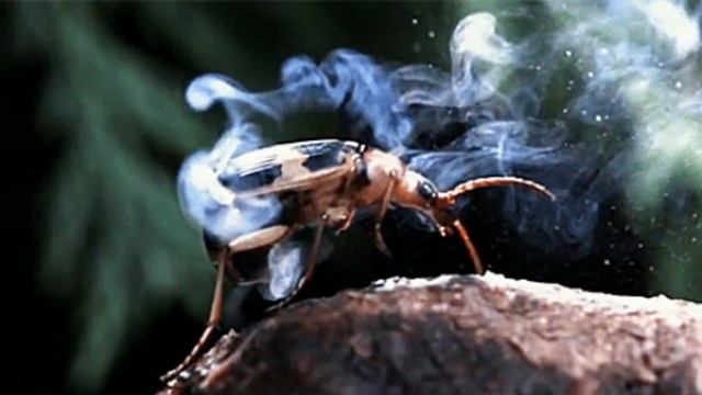 Жук которого ненавидят атеисты