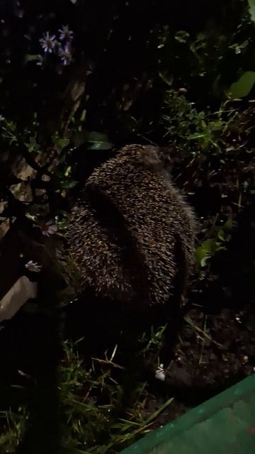 Любопытный ёжик бесстрашный ёжик!