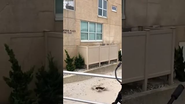 нет невыполнимых миссий для котов