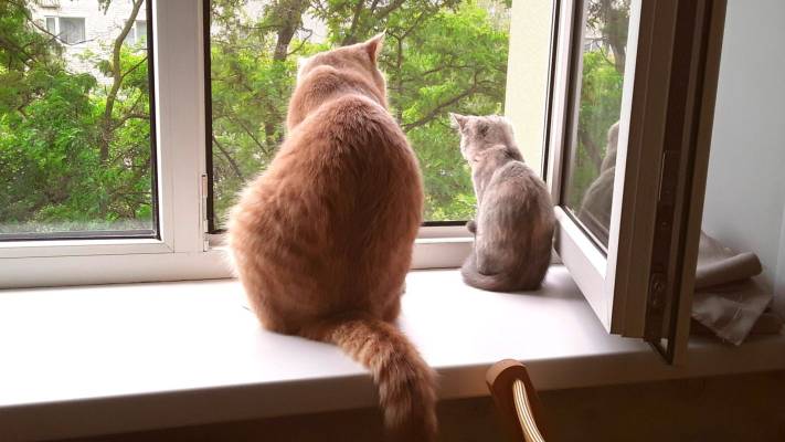 Сказки о кошках