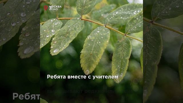 Арбузы на подоконнике: школьники из ЮЗАО поделились секретами богатого урожая