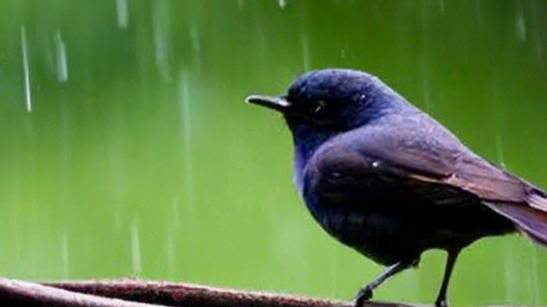 Летний дождь. Игорь Тальков