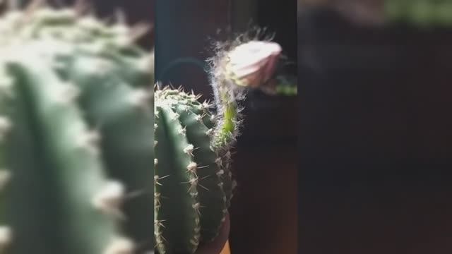 Кактус снова расцвёл