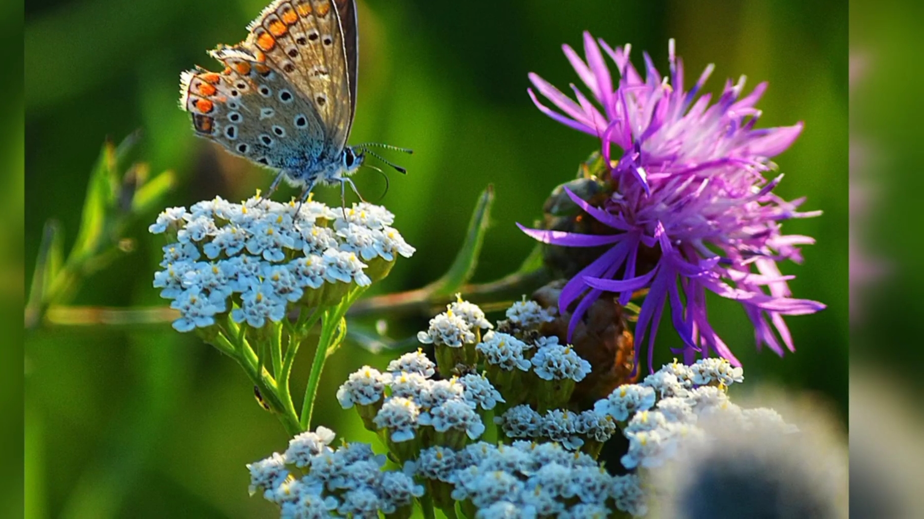 ЛЕКАРСТВЕННЫЕ ТРАВЫ СОБИРАТЬ В ИЮЛЕ. Василёк тысячелистник...