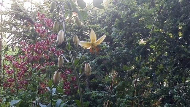 Дача 28-29 июня 2025. Мартагоны, красная смородина, жасмин