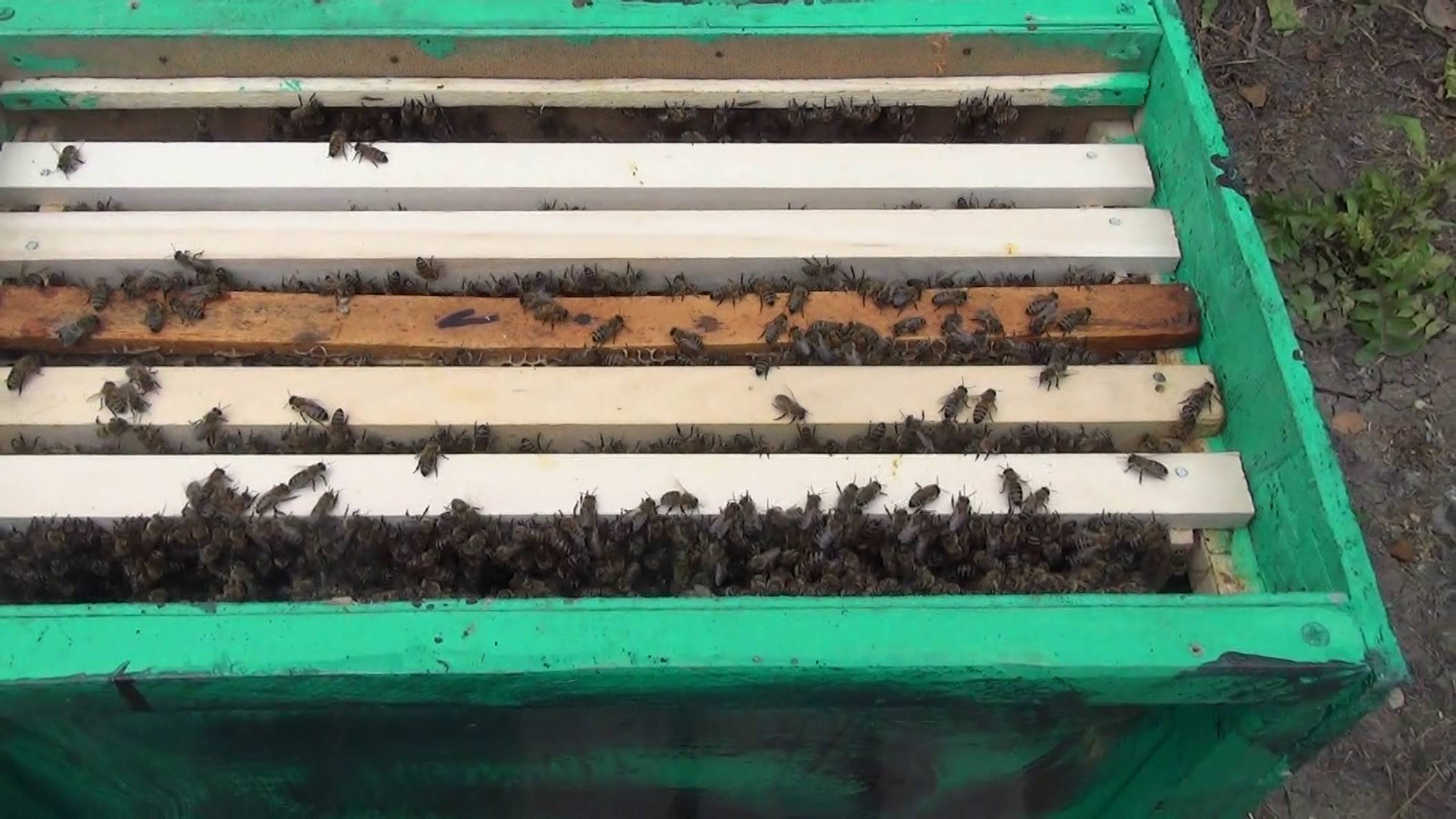 РОЙ спестя 2  дня  смотрим размеры