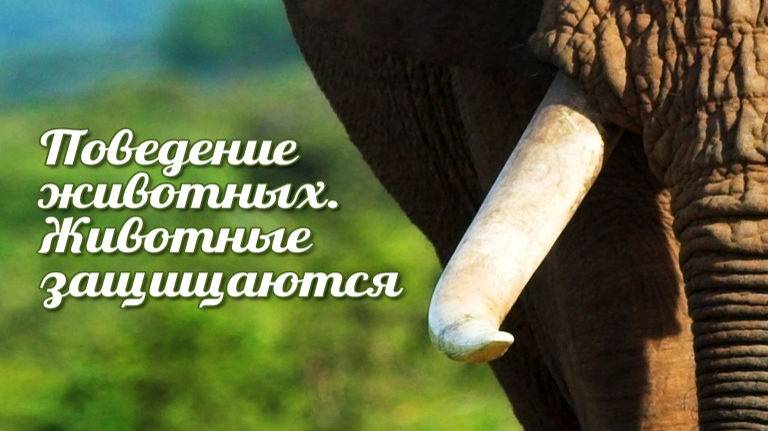 Животные защищаются. Урок 10. Коллективная самооборона