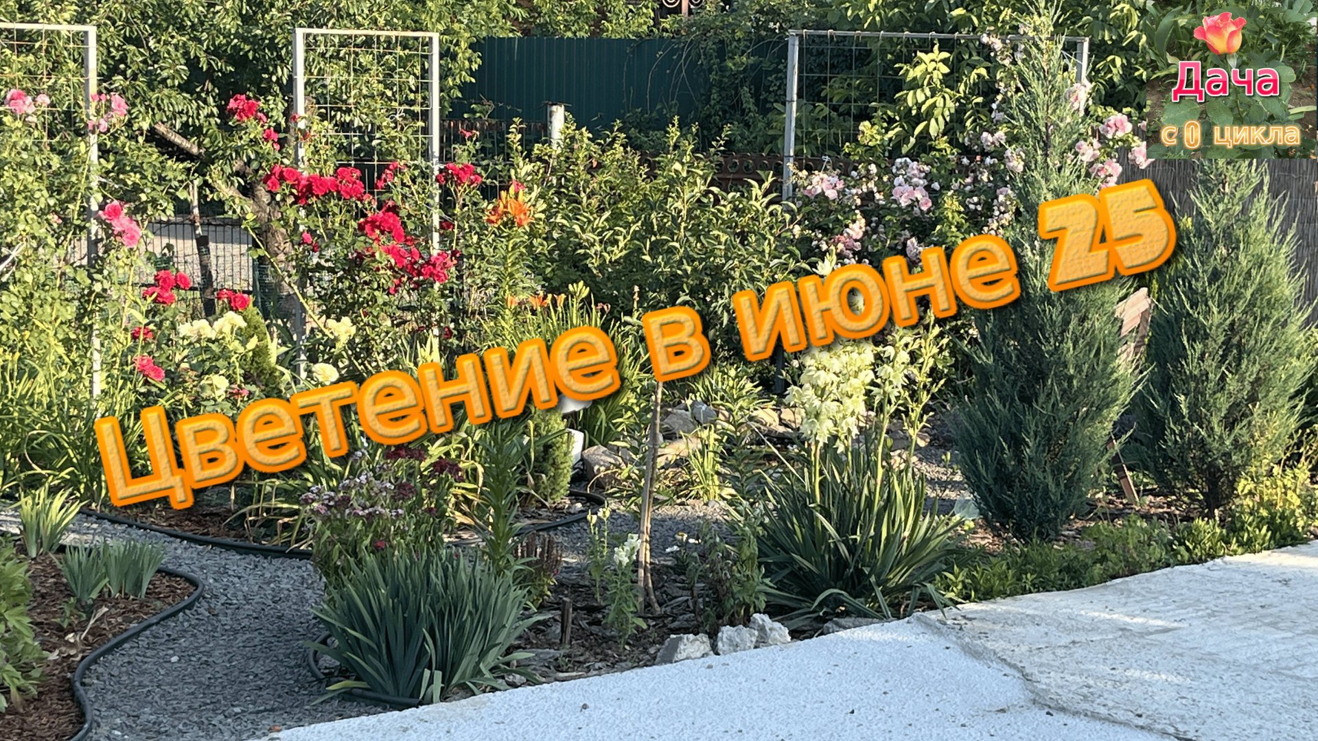 Цветение в июне  2025