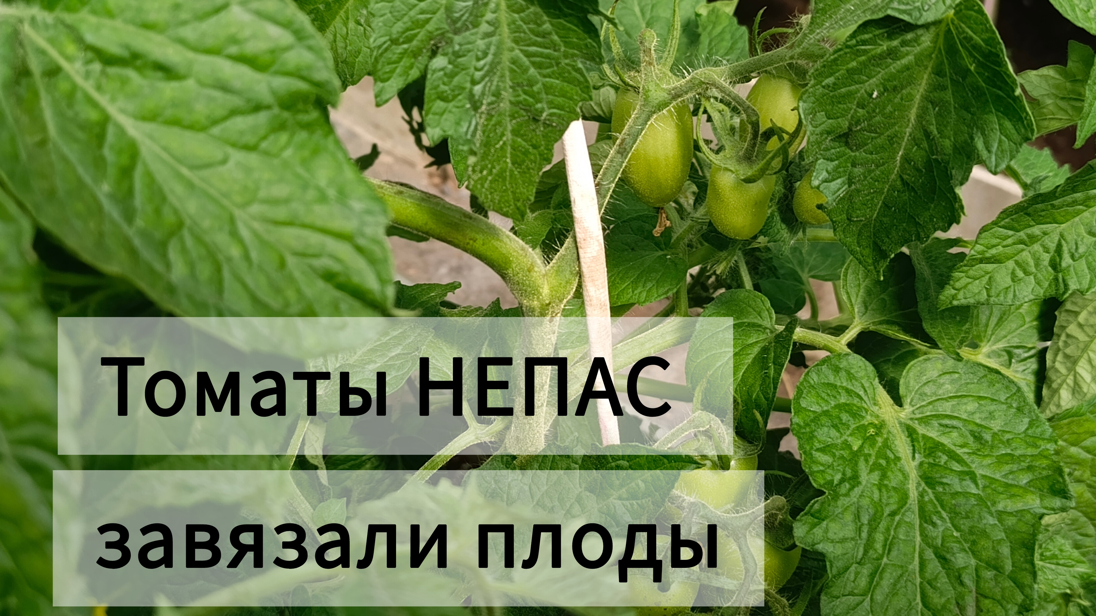 Томаты серии НЕПАС завязали плоды. Очень много. 30 июня 2025