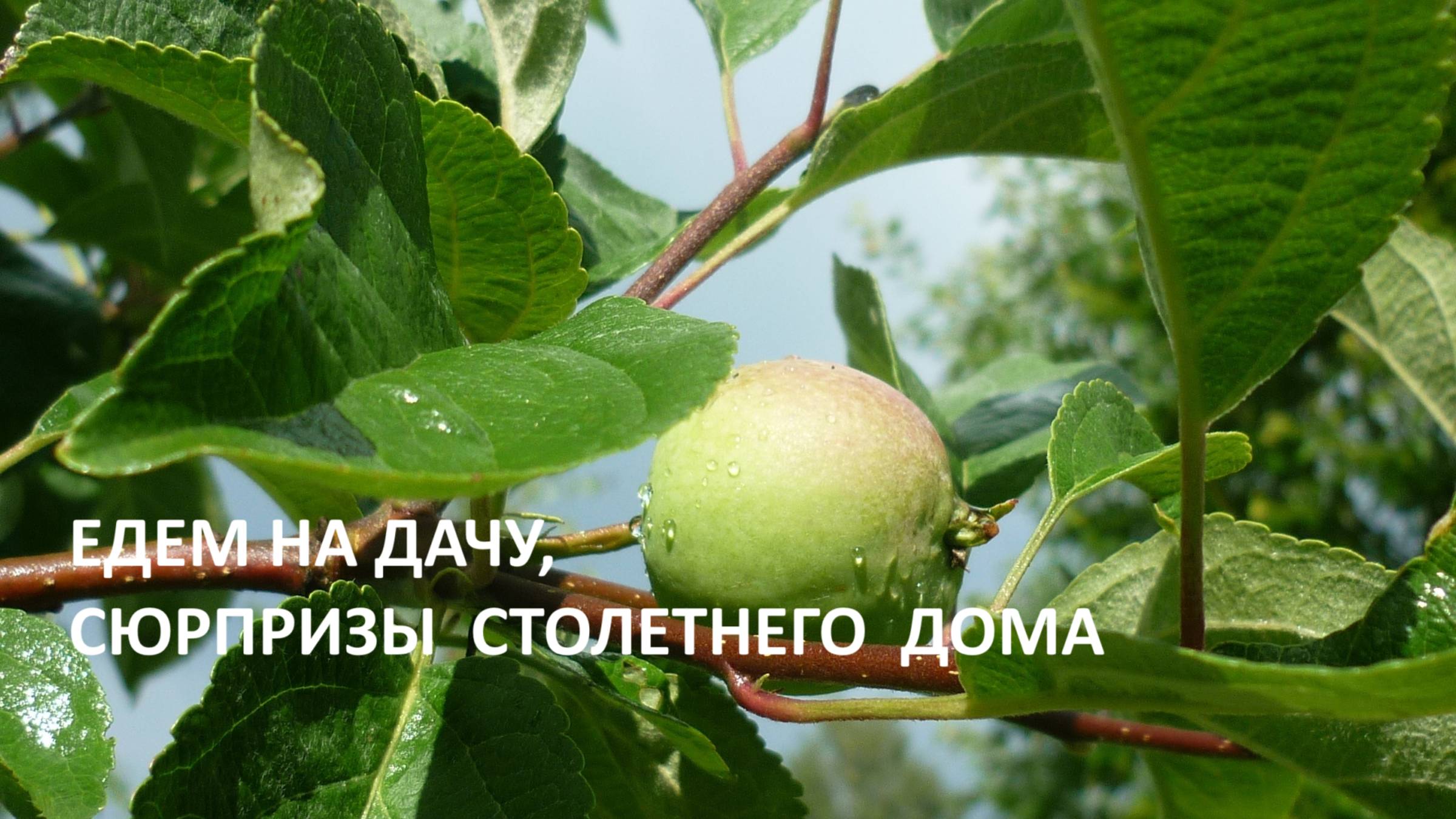 Снова едем на дачу в деревню//что на огороде//сюрпризы столетнего дома в деревне.