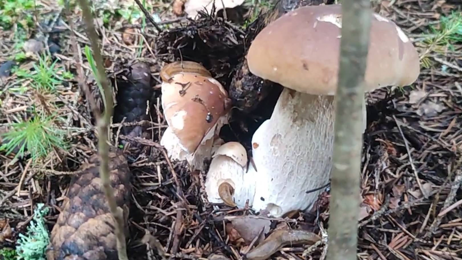 Насобирали белых грибов в Башкирии. Июнь 2025 год.