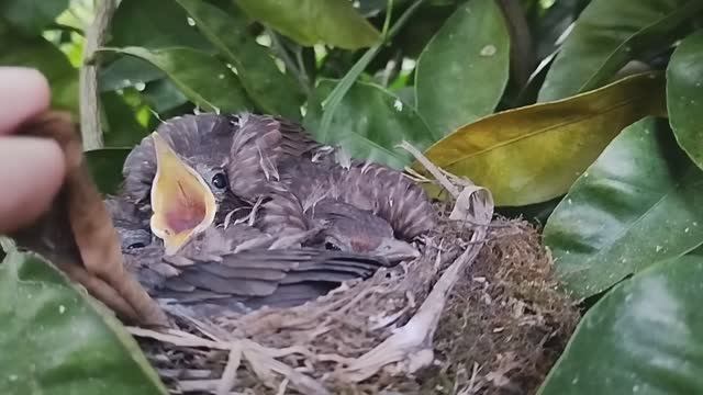 Птички подросли)