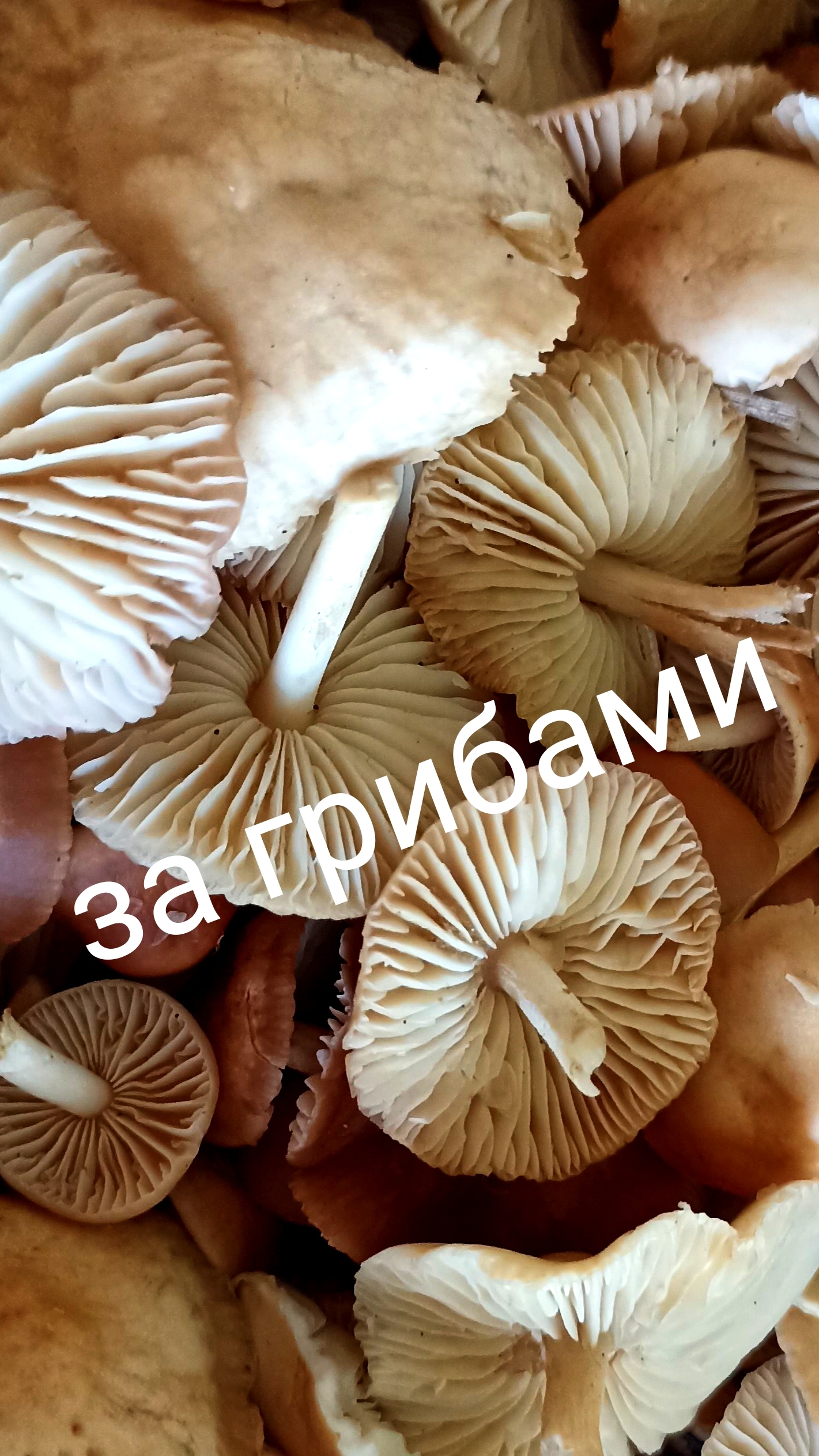 За грибами