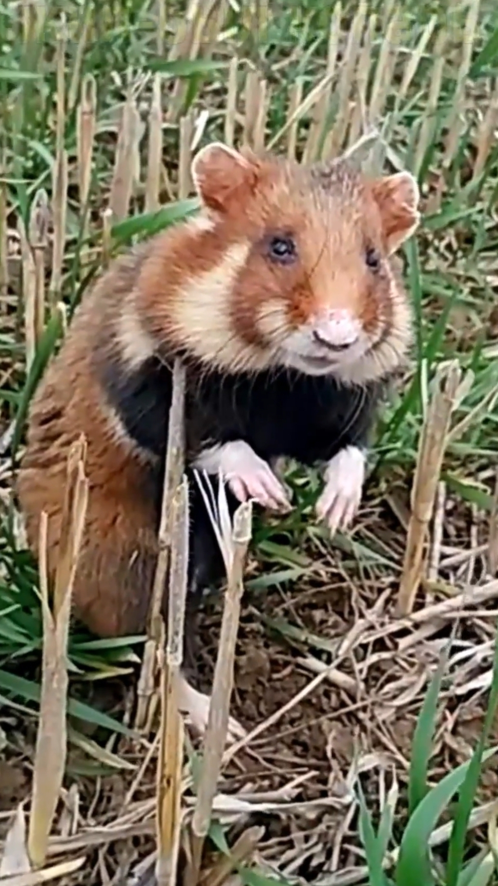 Нападение дикого хомяка