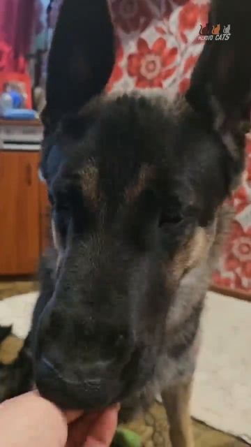 Гости зоомагазина - Не реклама, щенок Бароша, 11 месяцев, взял на пробу новый корм