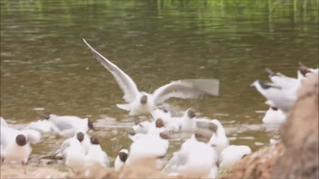 Озерная чайка, молодая и взрослая птица, как выглядит, чем питается, прилет весной