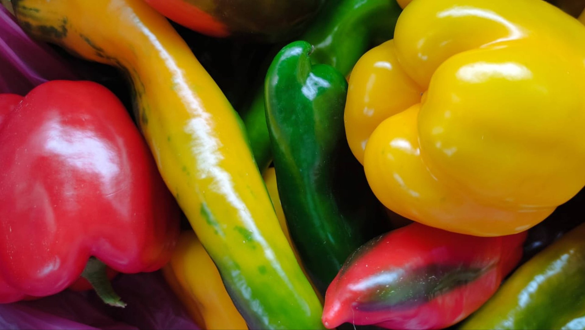 Перцы в парнике на конец июня: как растут разные сорта